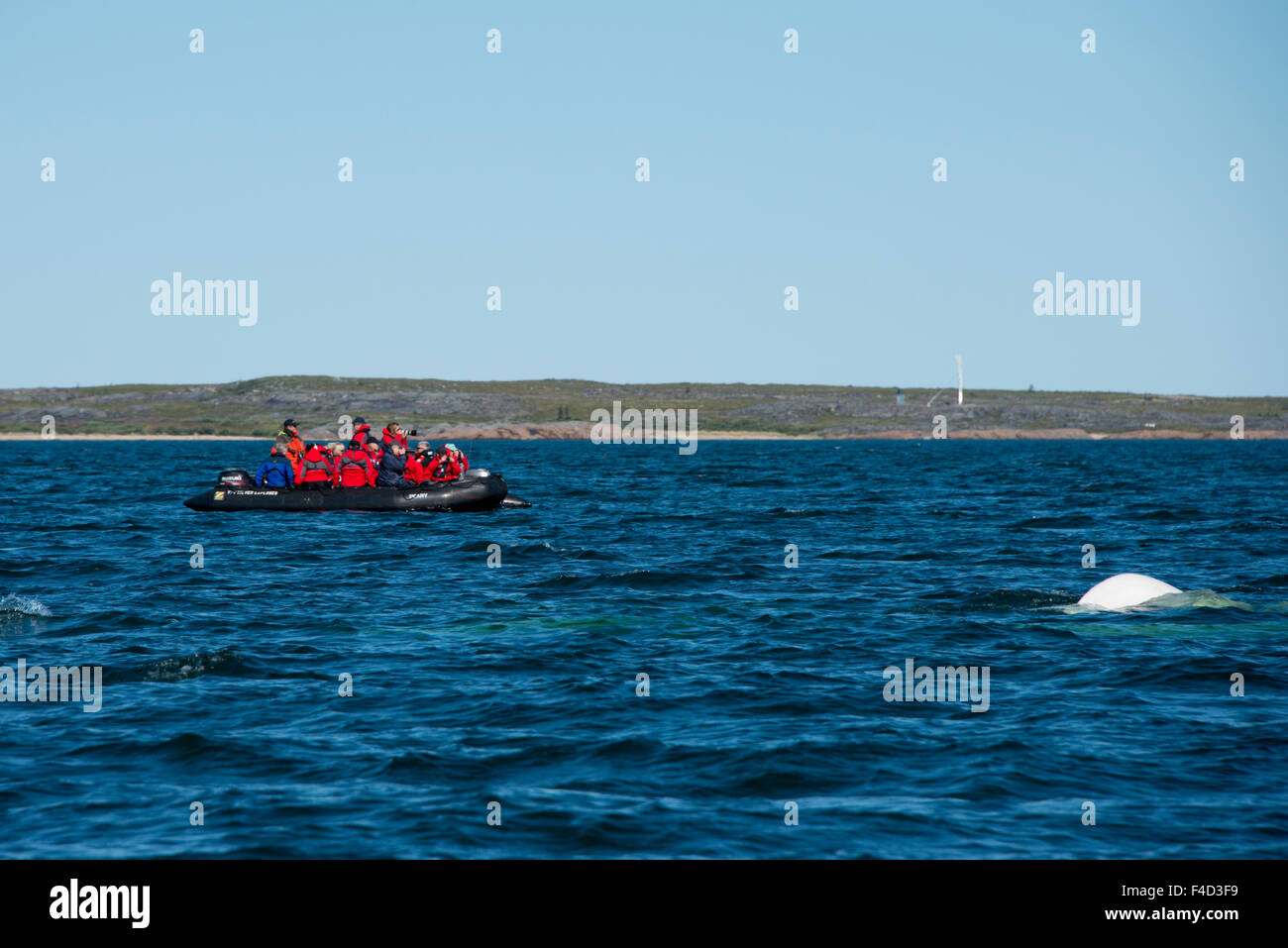 Canada, Manitoba, Churchill. Churchill River Estuary, wild beluga ...