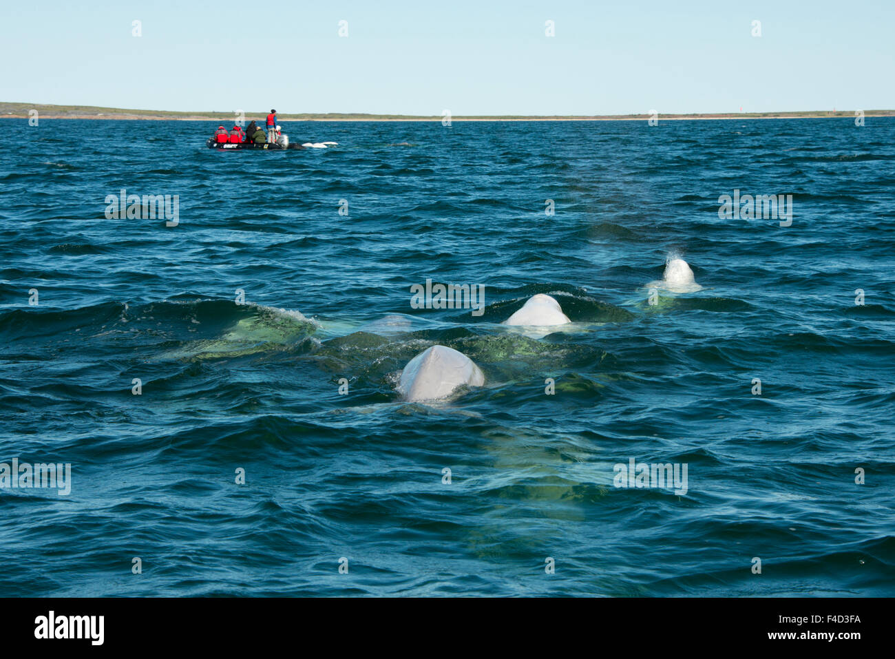 Canada, Manitoba, Churchill. Churchill River Estuary, pod of beluga ...