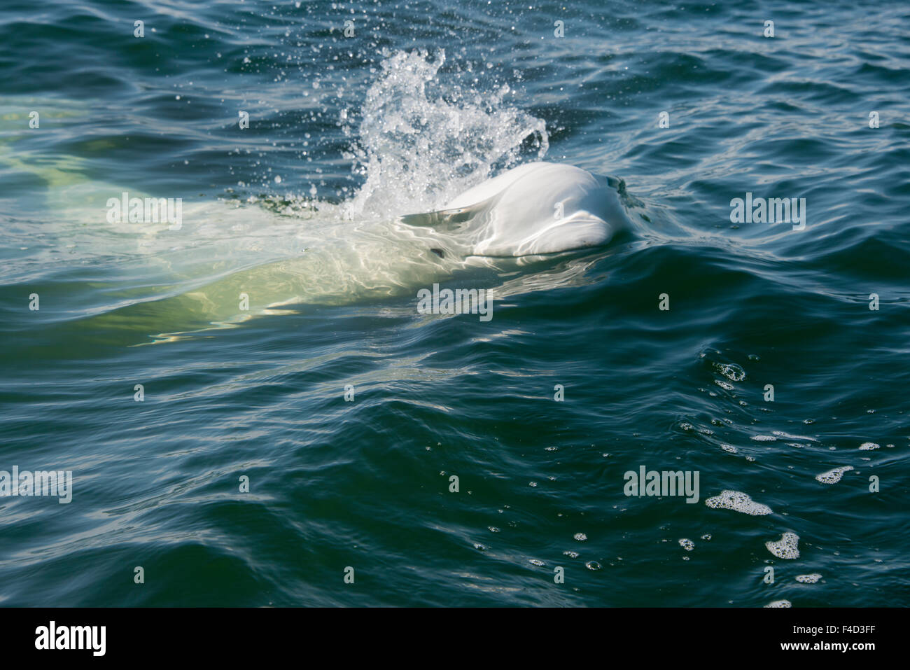 Beluga pod hi-res stock photography and images - Alamy