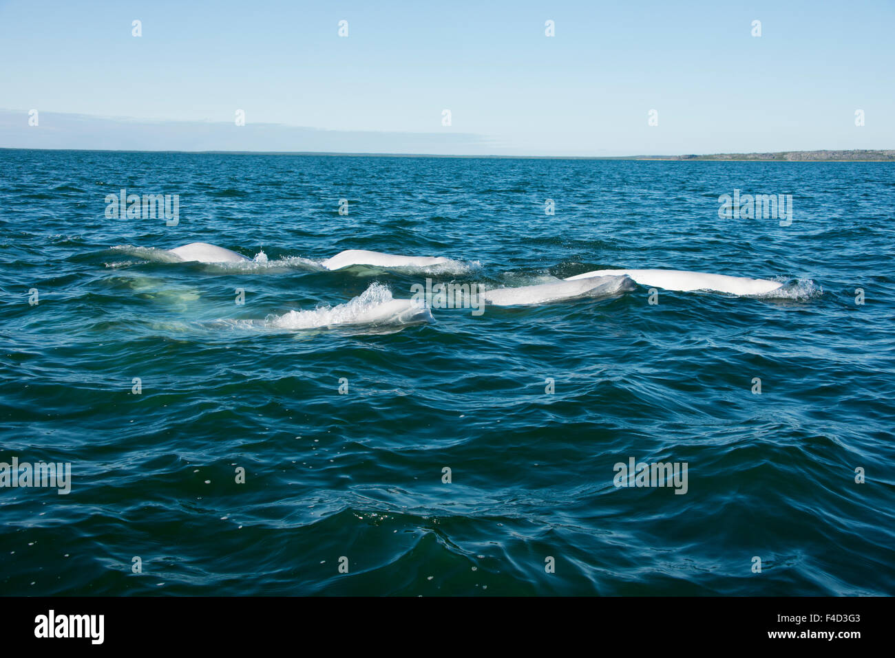 Beluga whales pod hi-res stock photography and images - Alamy