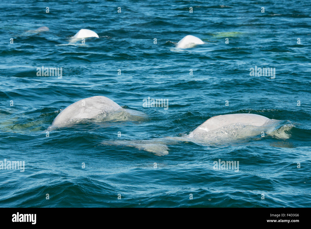 Canada, Manitoba, Churchill. Churchill River Estuary, wild beluga ...