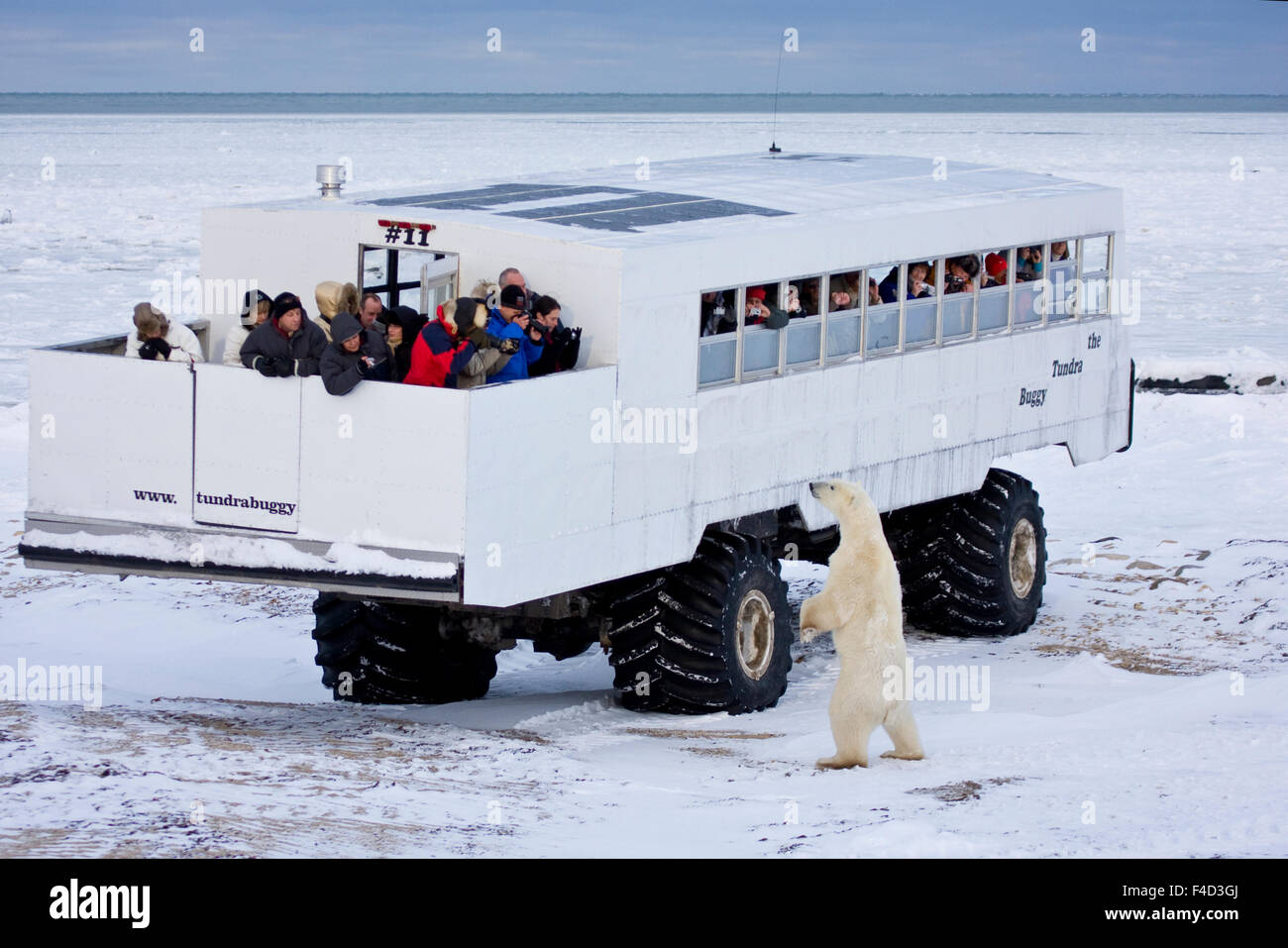 Churchill polar bear tour hi-res stock photography and images - Alamy