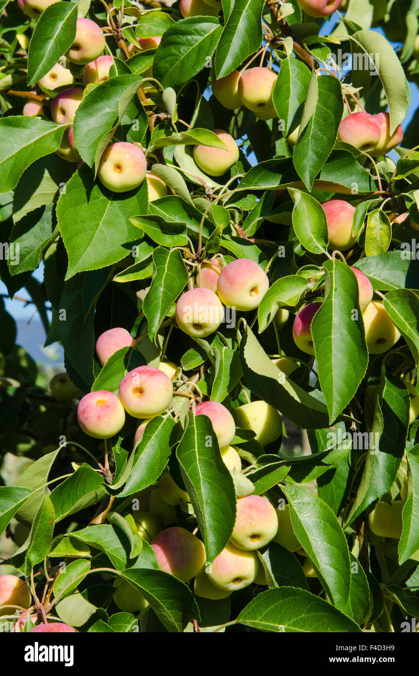 Apple orchard, Kelowna, British Columbia, Canada Stock Photo - Alamy