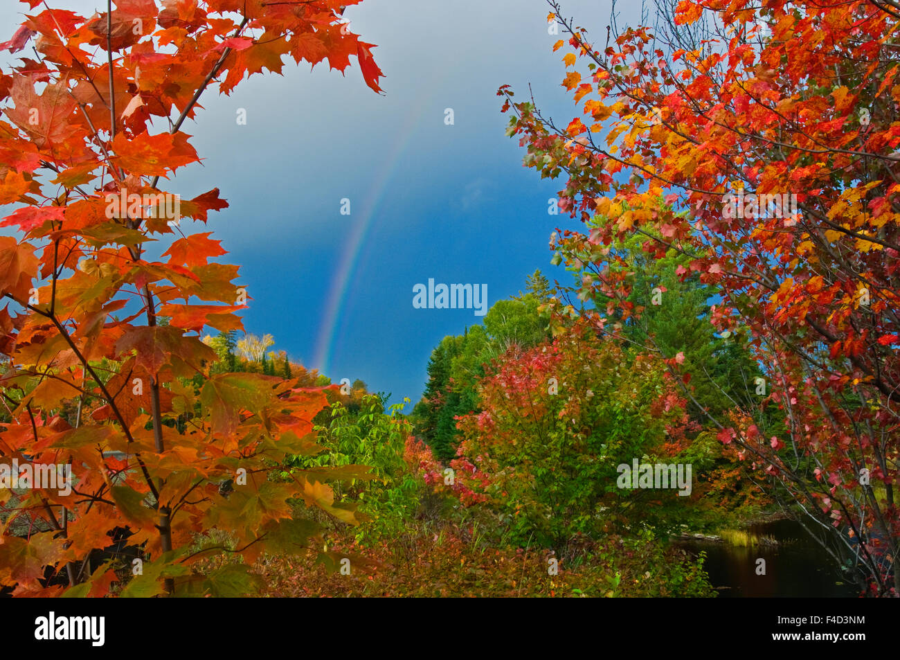 Canada, Ontario, Oxtongue Lake. Rainbow and maple trees in autumn color ...