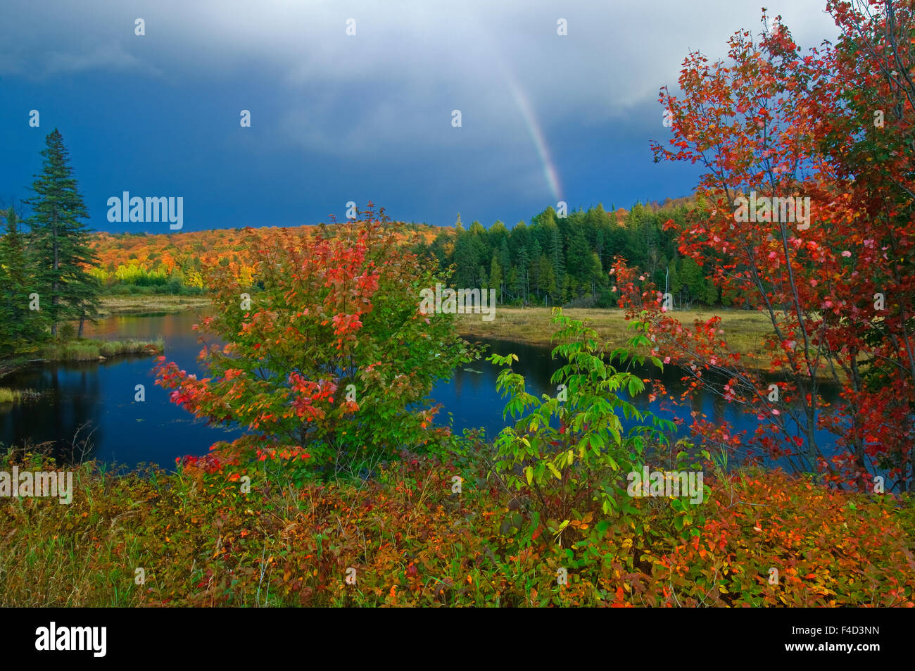 Canada, Ontario, Oxtongue Lake. Rainbow and maple trees in autumn color ...