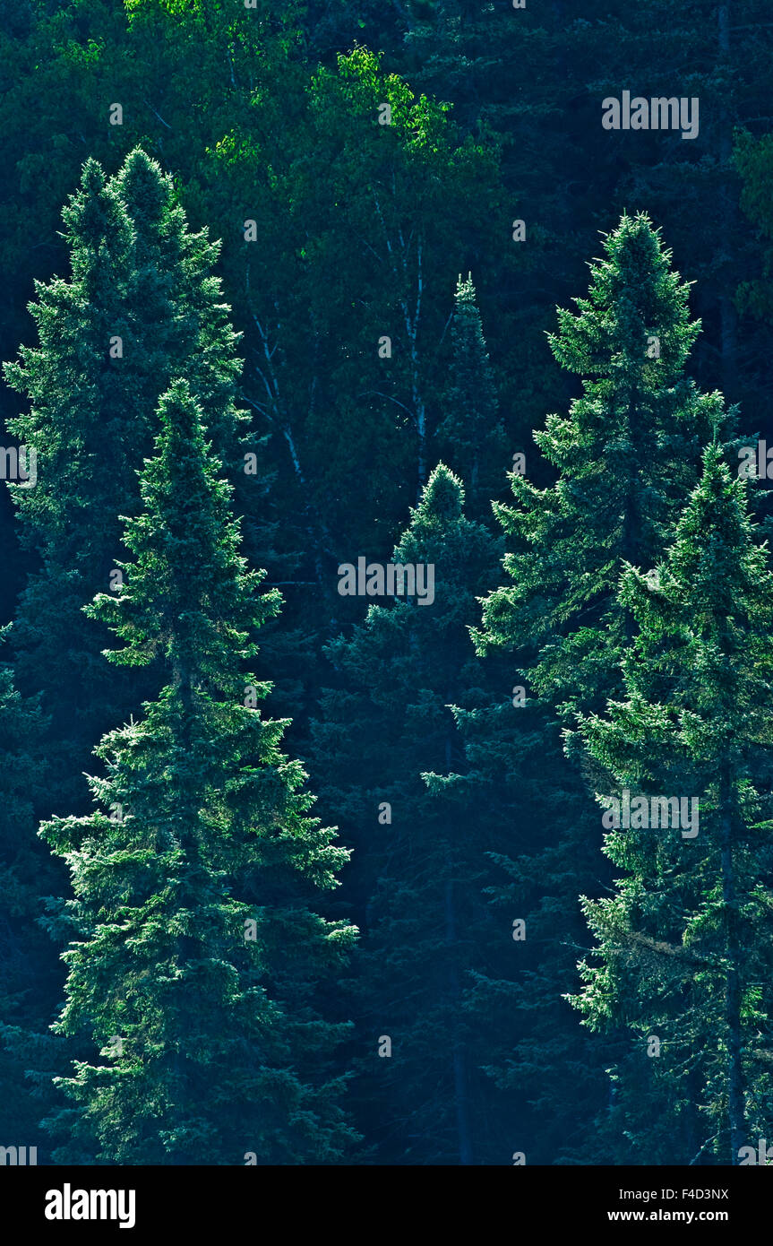 Canada, Ontario. Algonquin Provincial Park. Black spruce trees backlit ...