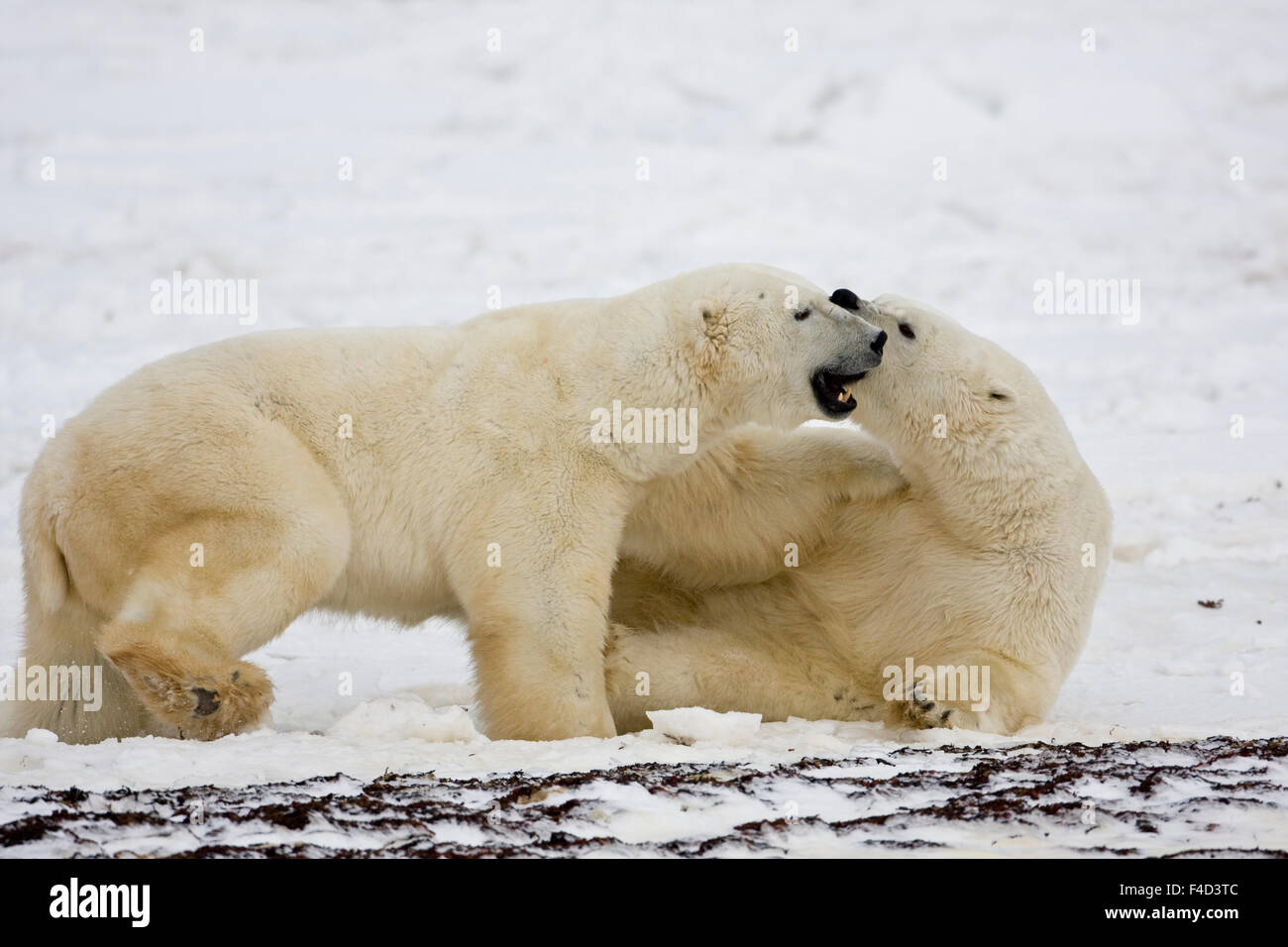 Polar Bears (Ursus maritimus) sparring, Churchill Wildlife Management Area MB Stock Photo - Alamy