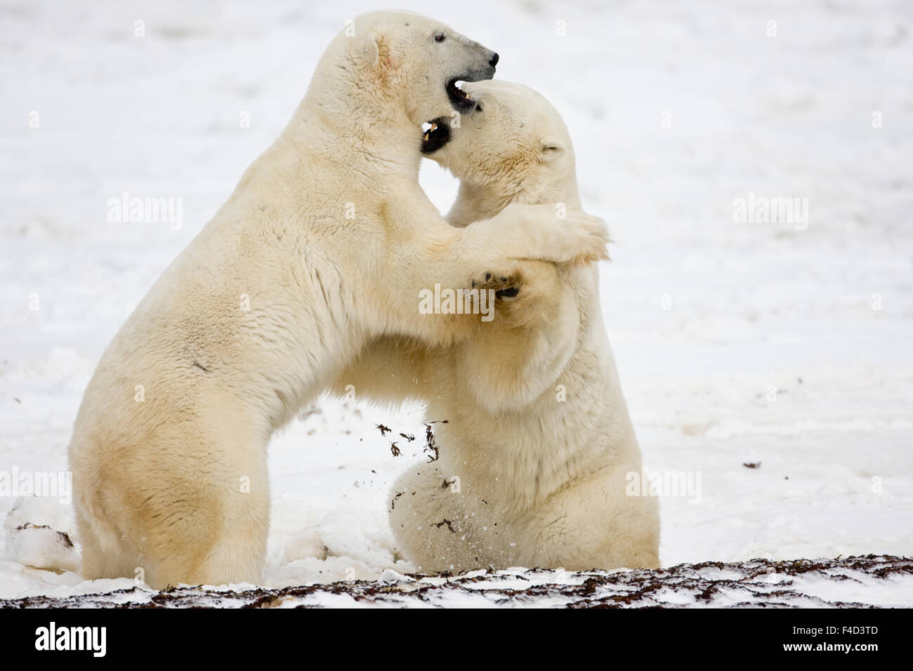Polar Bears (Ursus maritimus) sparring, Churchill Wildlife Management Area MB Stock Photo - Alamy