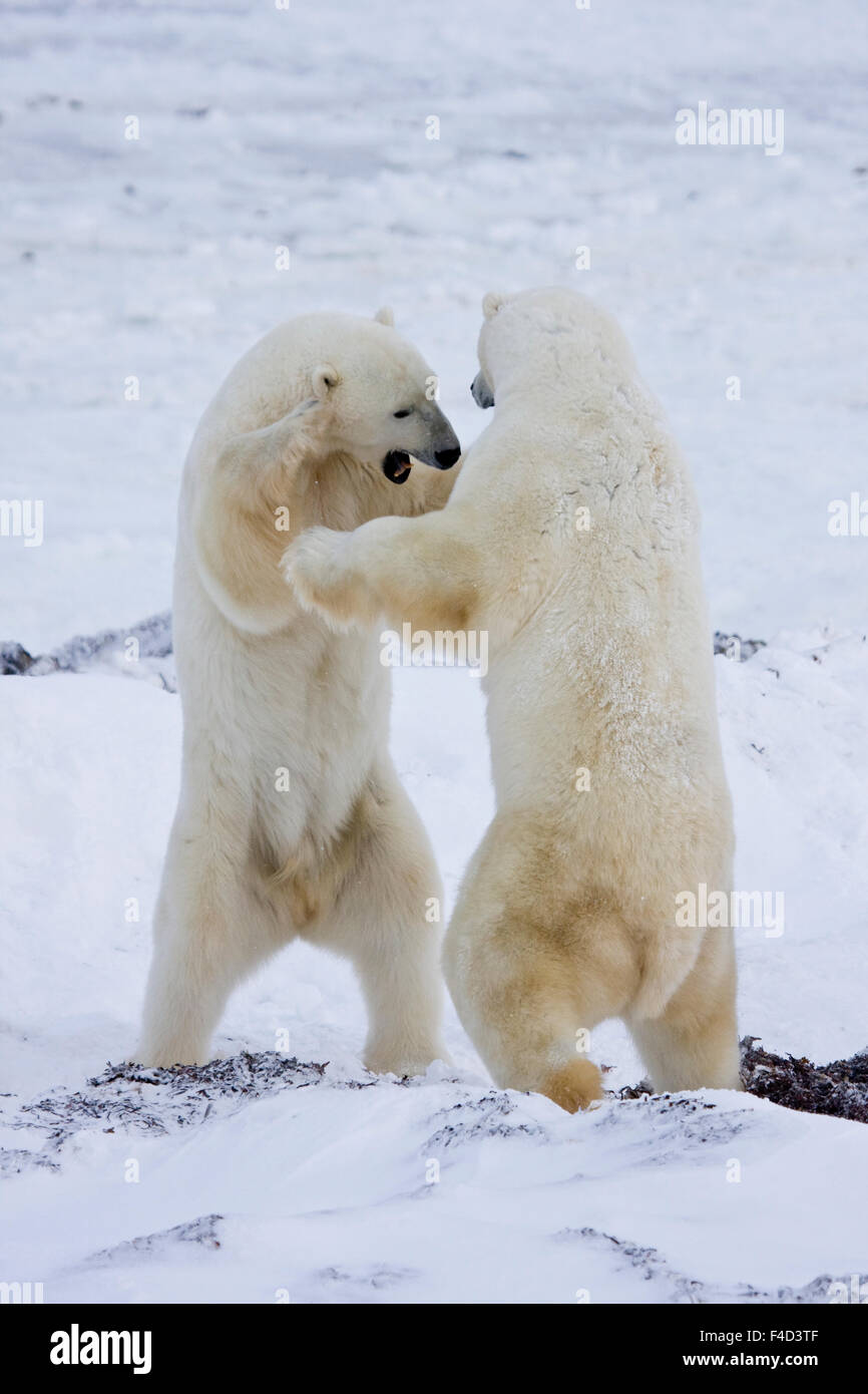 Polar Bears (Ursus maritimus) sparring, Churchill Wildlife Management Area MB Stock Photo - Alamy