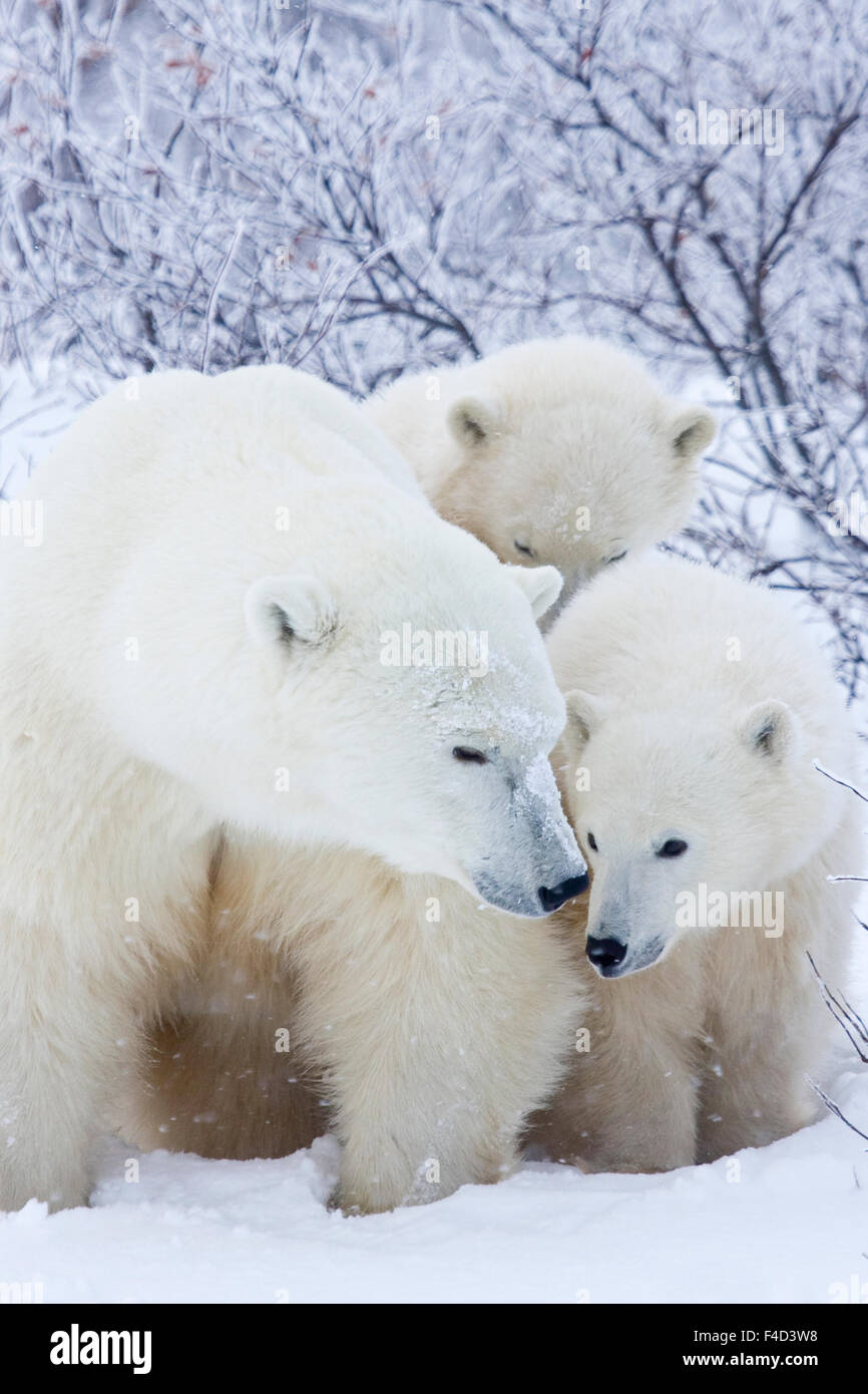Polar Bears (Ursus maritimus) female and Two cubs, Churchill Wildlife Management Area, MB Stock ...
