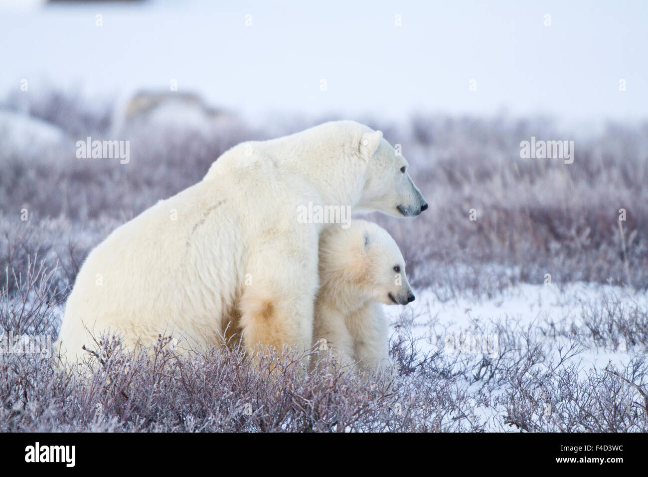 Polar Bears (Ursus maritimus) mother and cub Churchill Wildlife Management Area, Churchill, MB ...