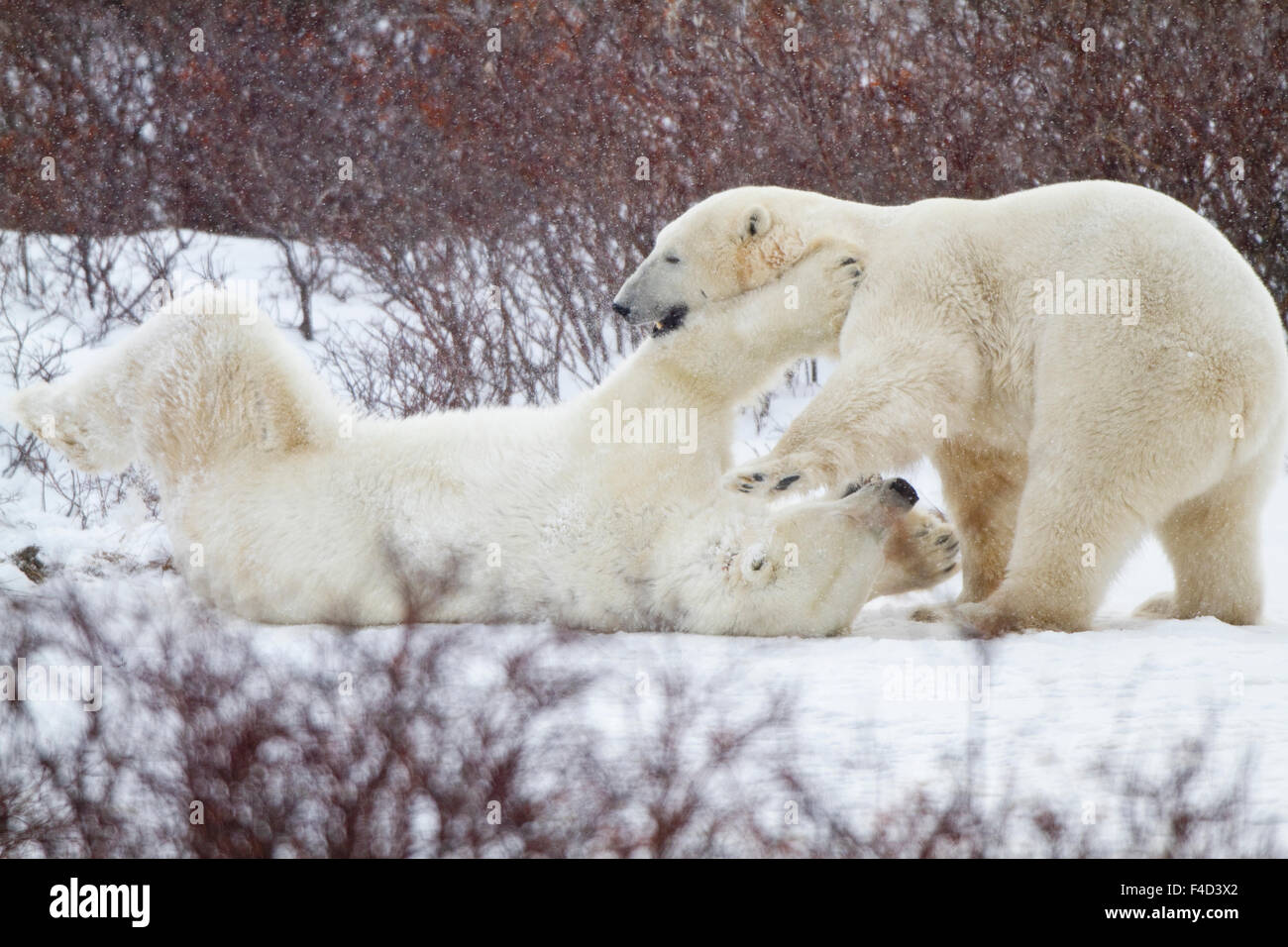 Two Polar bears (Ursus maritimus) sparring, Churchill Wildlife Management Area, Churchill, MB ...