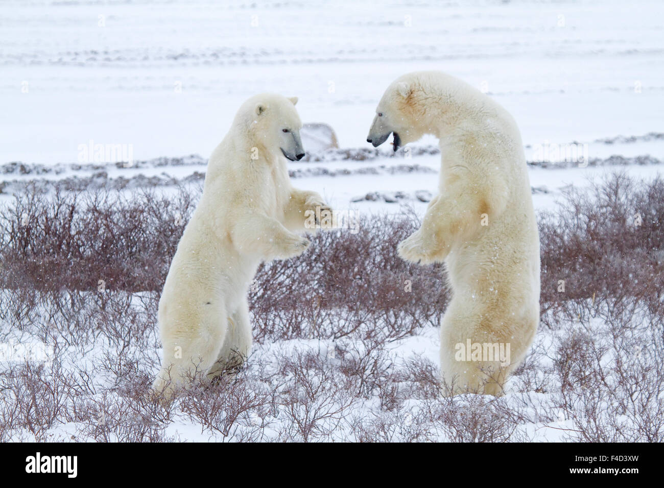 Two Polar bears (Ursus maritimus) sparring in winter, Churchill Wildlife Management Area ...