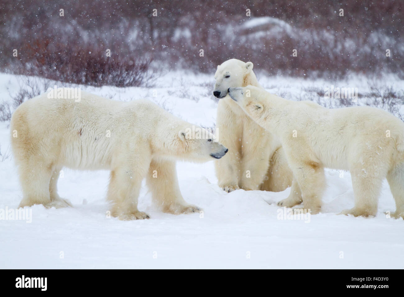 Three Polar bears (Ursus maritimus) sparring in winter, Churchill Wildlife Management Area ...