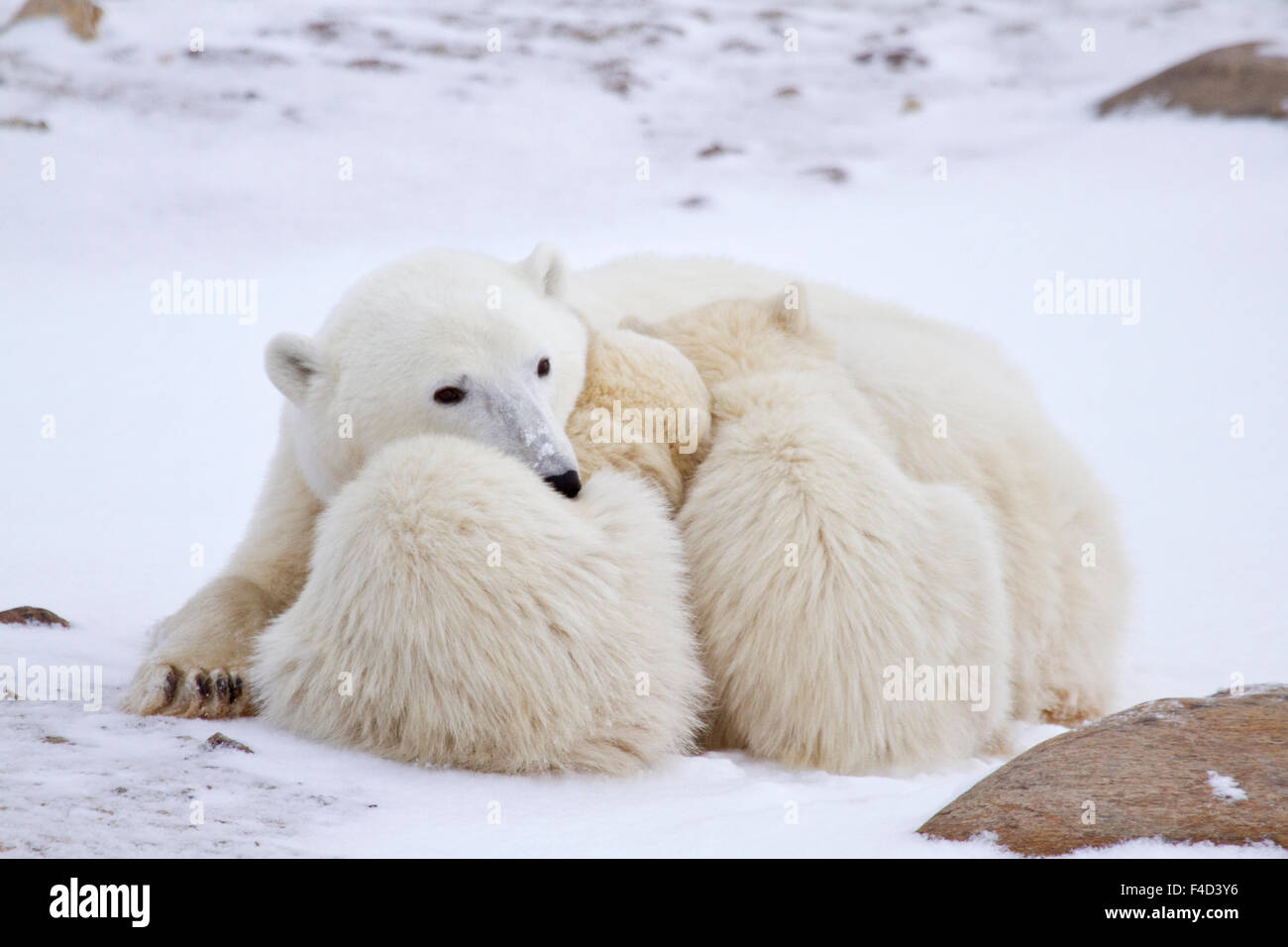 Polar bears (Ursus maritimus) mother and Two cubs in winter, Churchill Wildlife Management Area ...