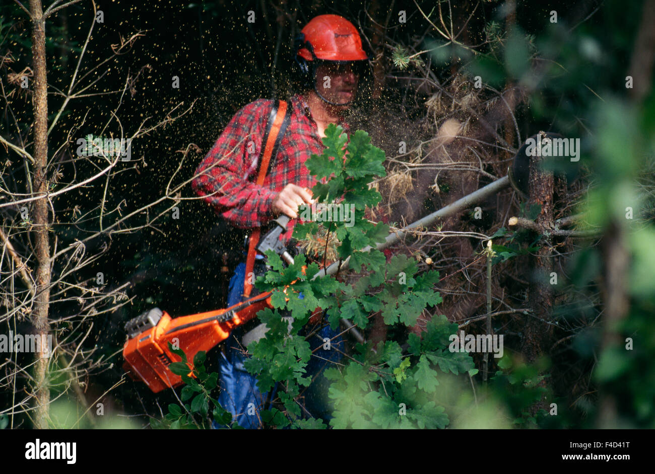 Wood cutter cutting trees in forest Stock Photo - Alamy