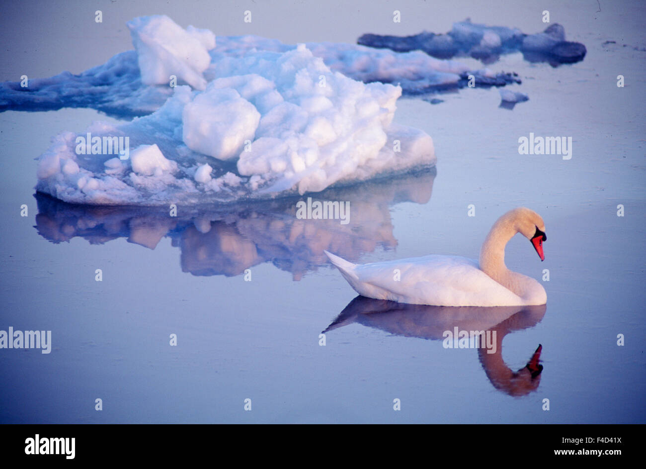 Swan in water Stock Photo - Alamy