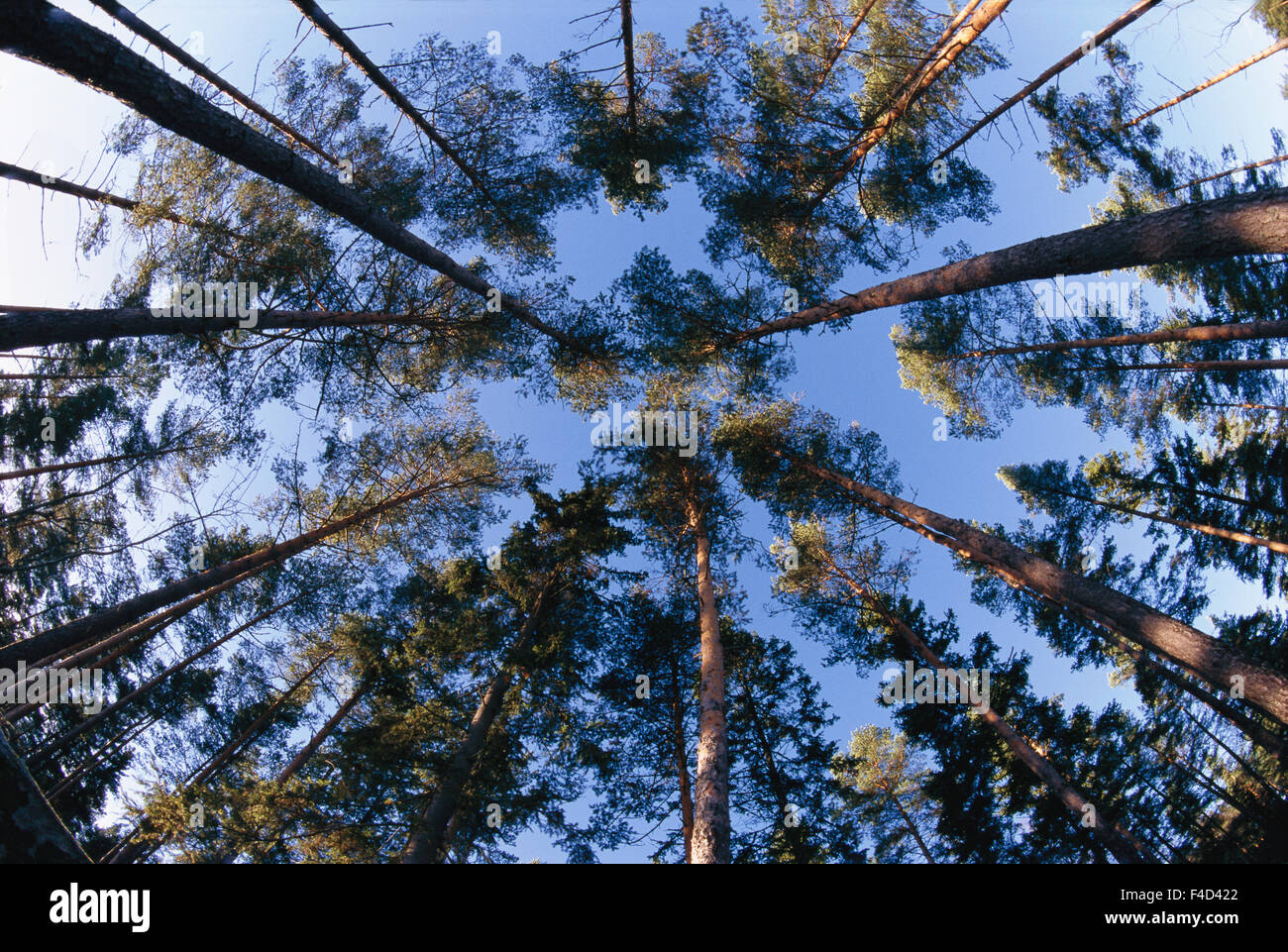Crown foliage forest dense tree hi-res stock photography and images - Alamy