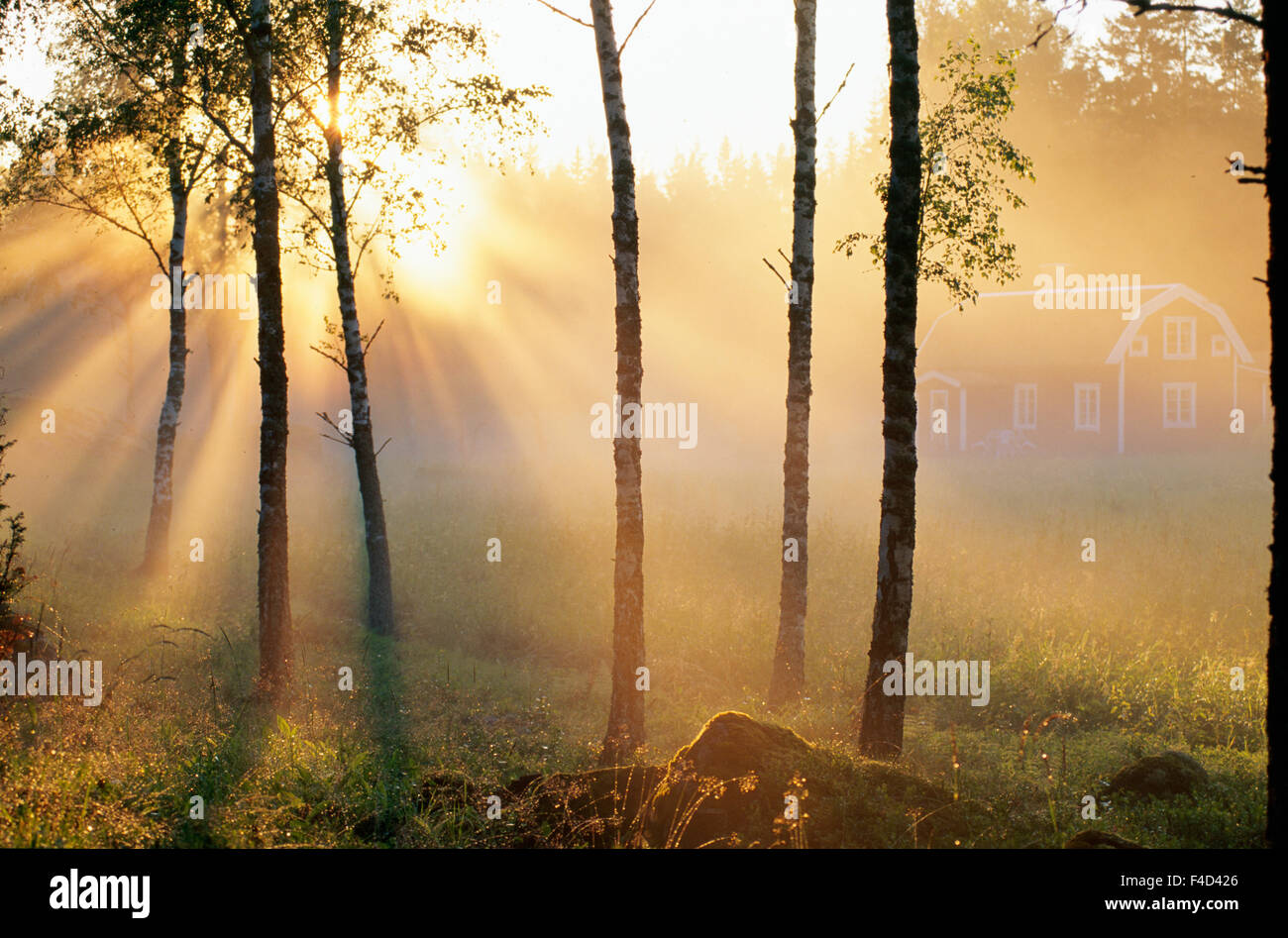 Sunrays through trees Stock Photo - Alamy