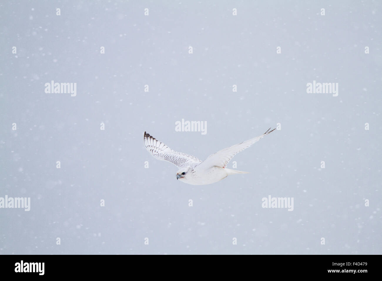 Gyrfalcon (Falco rusticolus) white phase in flight in snow Churchill ...