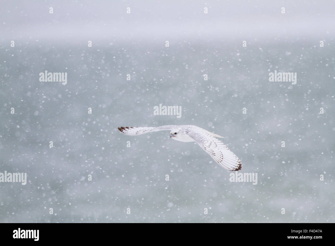 Gyrfalcon (Falco rusticolus) white phase in flight in snow Churchill ...
