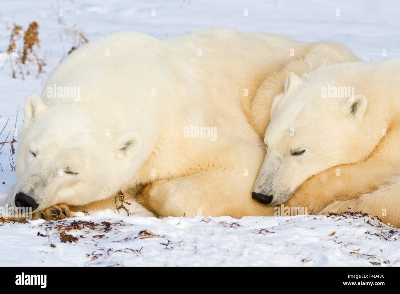 Polar Bears (Ursus maritimus) cub sleeping next to mother Churchill Wildlife Management Area ...