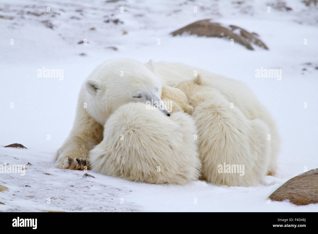 Polar bears (Ursus maritimus) mother and two cubs in winter, Churchill Wildlife Management Area ...