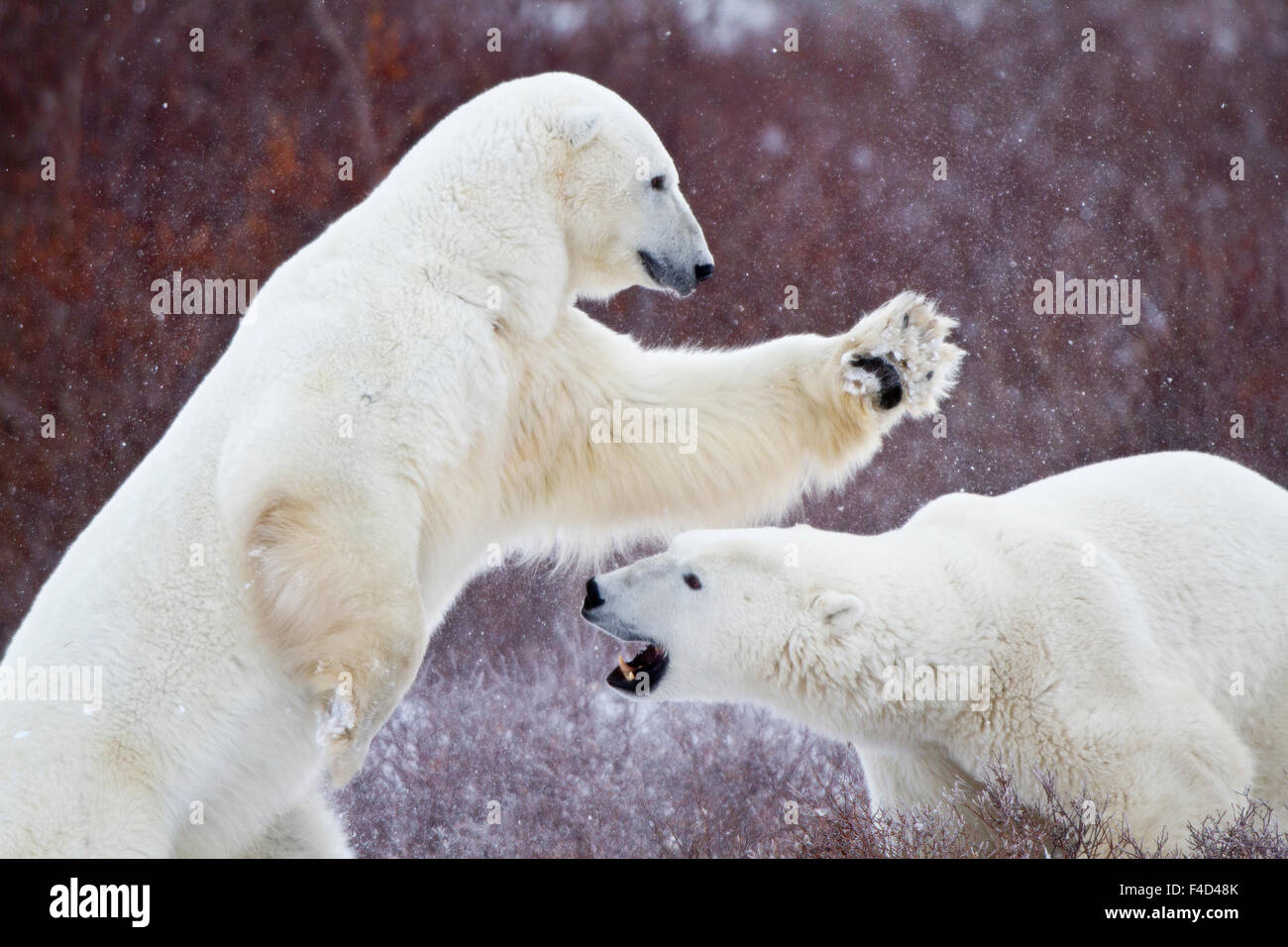 Polar Bears (Ursus maritimus) sparring Churchill Wildlife Management Area, Churchill, Manitoba ...