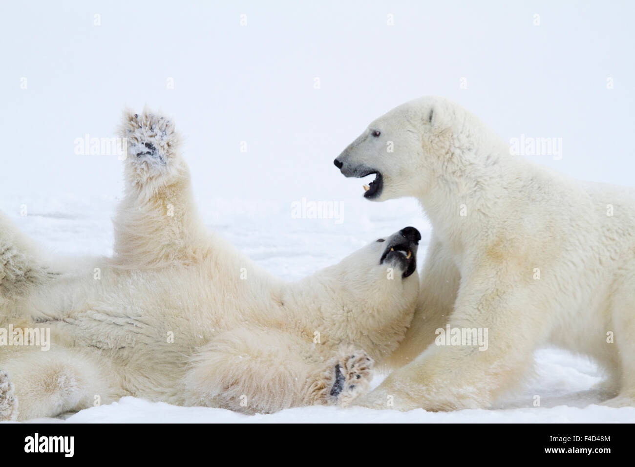 Polar Bears (Ursus maritimus) sparring during snowstorm Churchill Wildlife Management Area ...