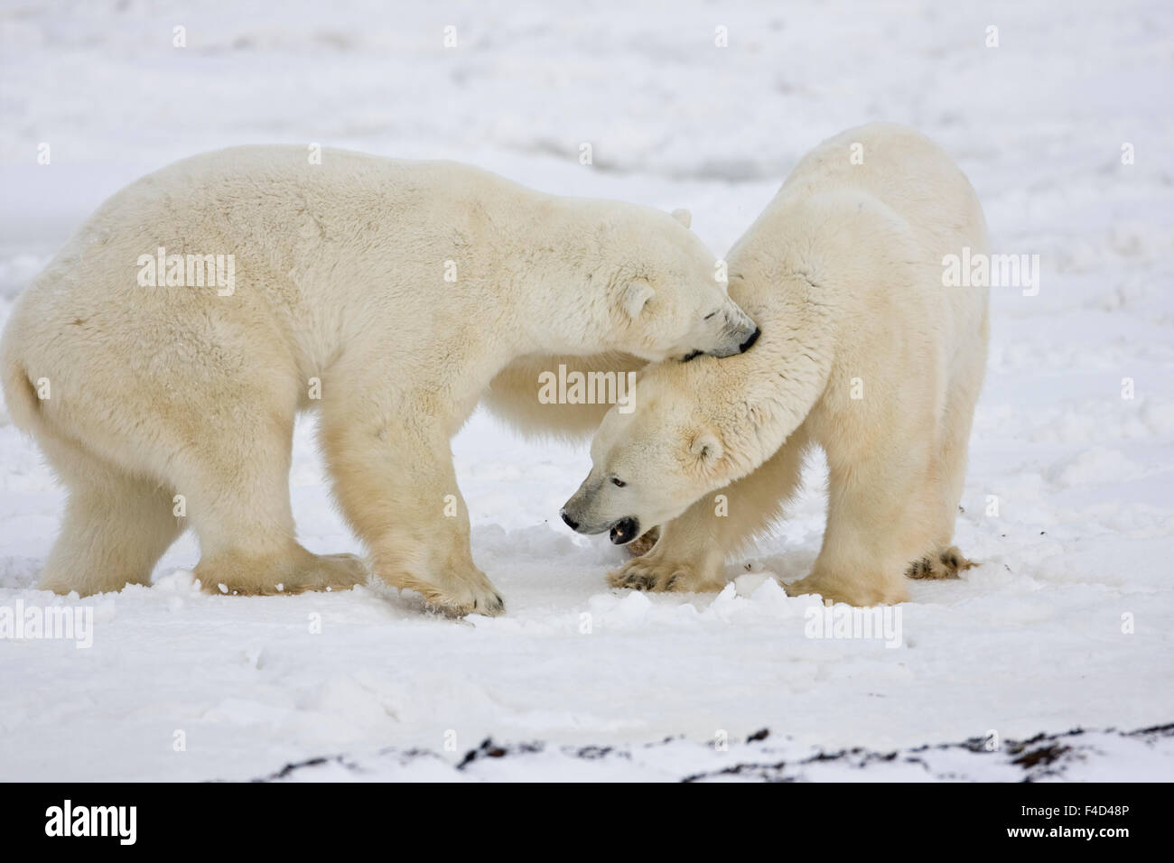 Polar Bears (Ursus maritimus) sparring, Churchill Wildlife Management Area, Manitoba, Canada ...