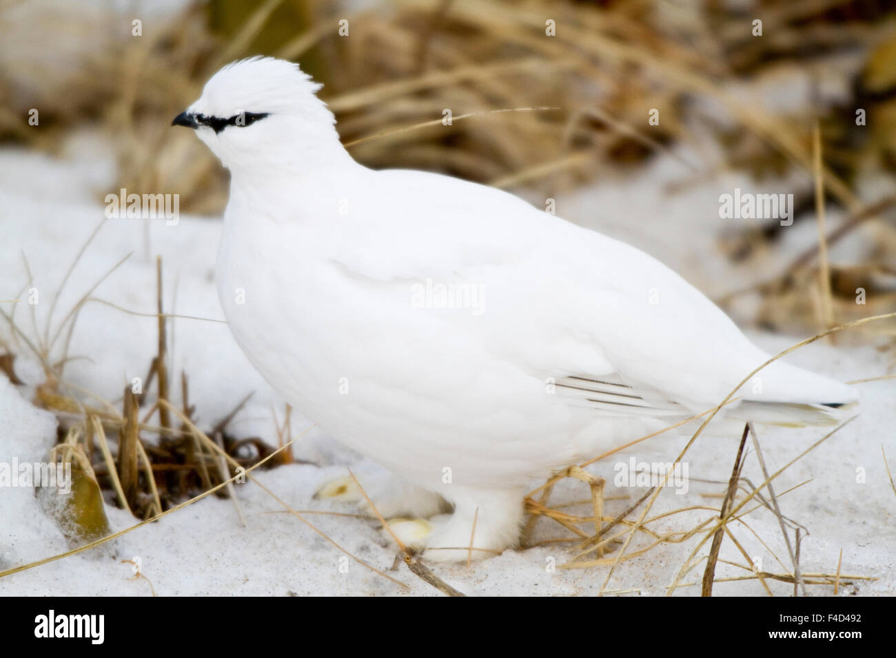 Rock Ptarmigan (Lagopus mutus) Churchill Wildlife Management Area ...