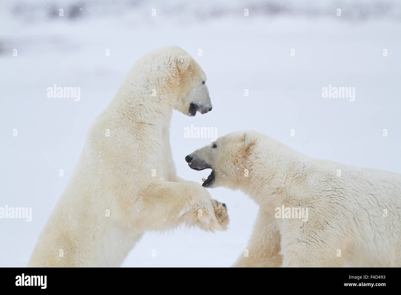 Two Polar bears (Ursus maritimus) sparring in winter, Churchill Wildlife Management Area ...