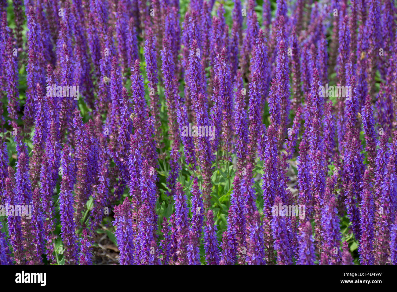 Purple violet new brunswick hi-res stock photography and images - Alamy