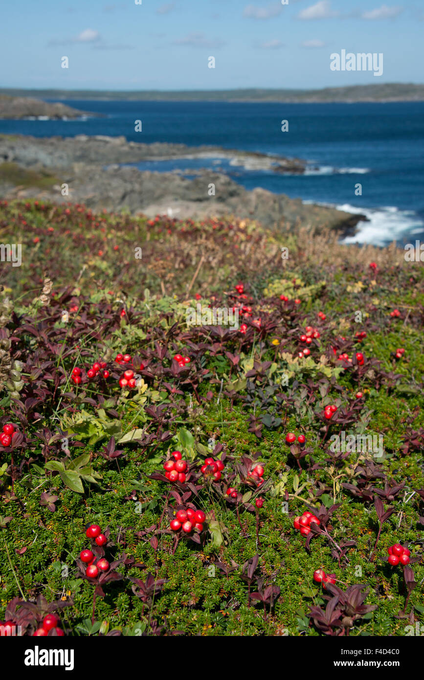 Partridge berry hi-res stock photography and images - Alamy