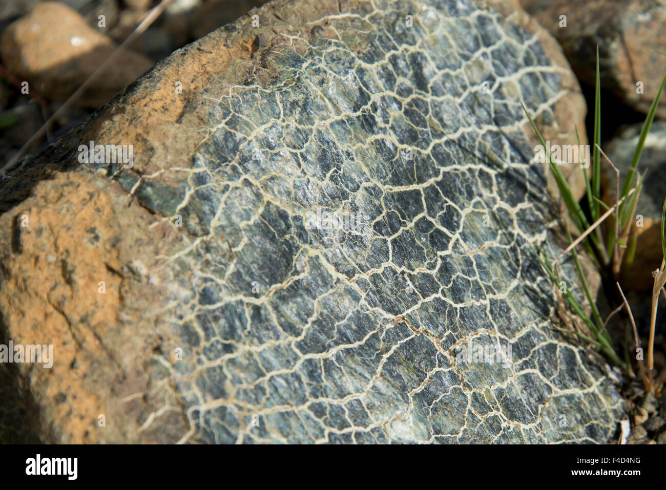 Canada, Newfoundland. Gros Morne National Park, Tablelands. Detail of ...