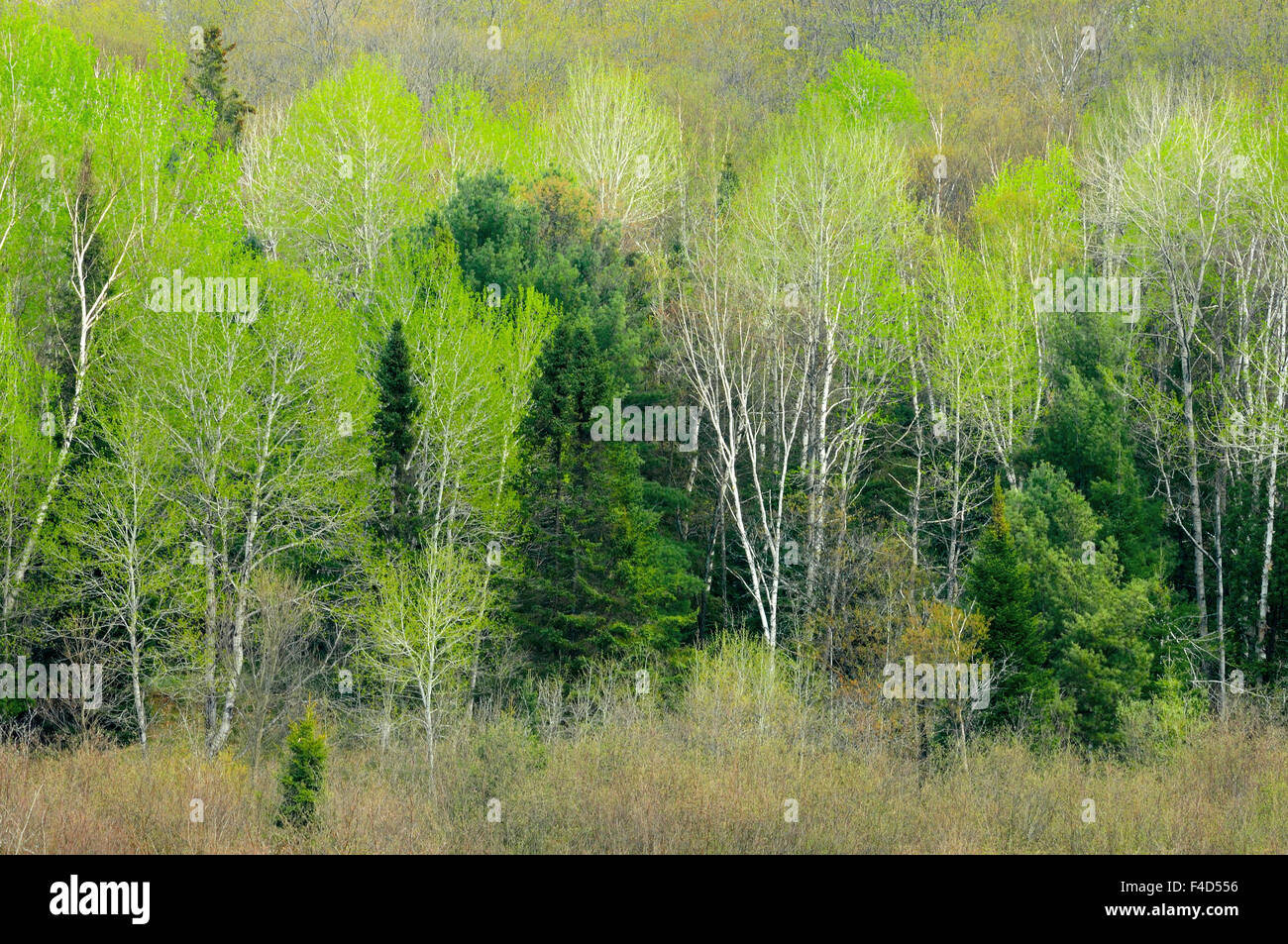 Edge forest hi-res stock photography and images - Alamy
