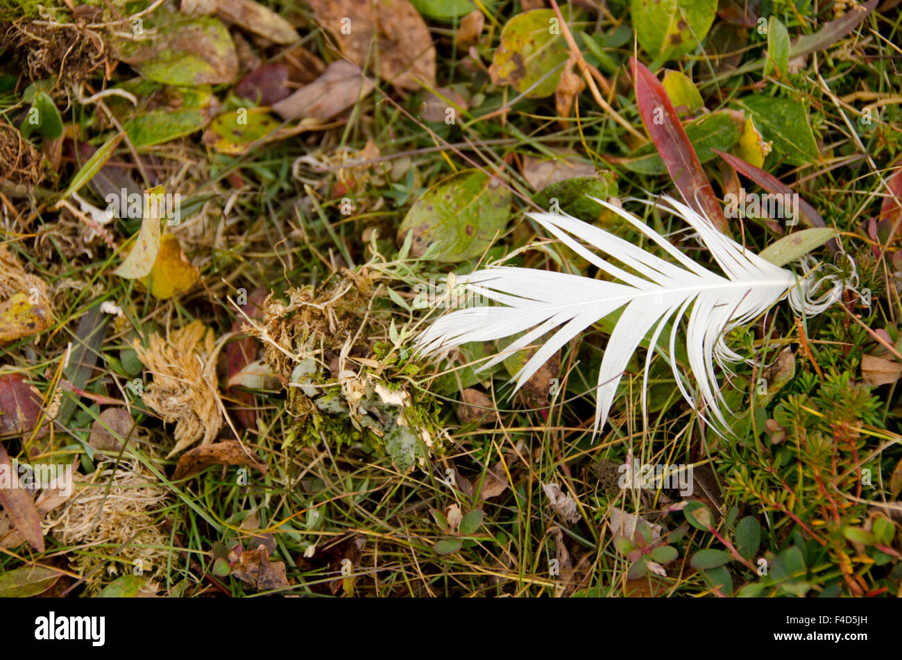 Canada, Nunavut, Cape Dorset. Mallikjuag Territorial Park, protected ...