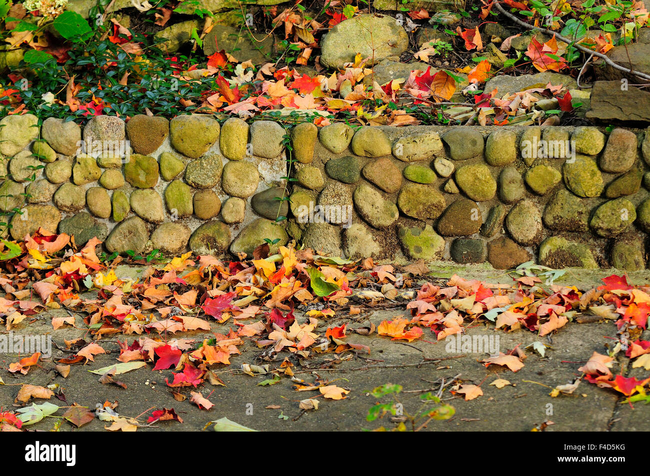 Maple tree and stone wall hi-res stock photography and images - Alamy