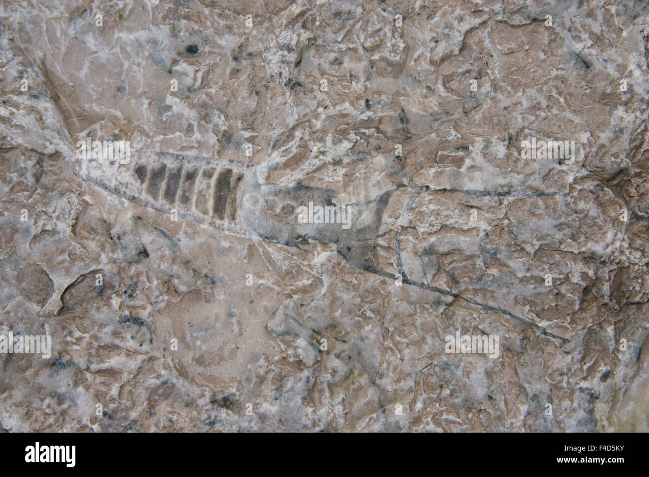 Canada, Arctic Archipelago, Nunavut, Akpatok Island, Qikiqtaaluk Region ...