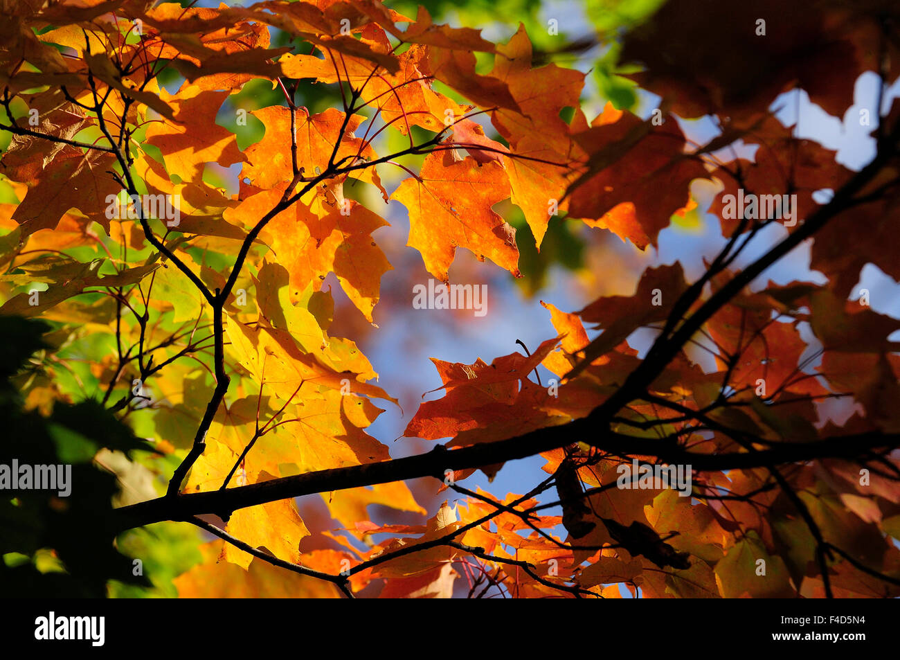 Autumn maple leaves Stock Photo - Alamy