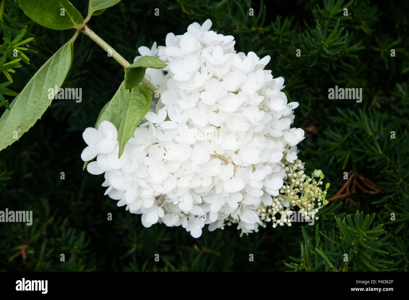Lime green shrub hi-res stock photography and images - Alamy