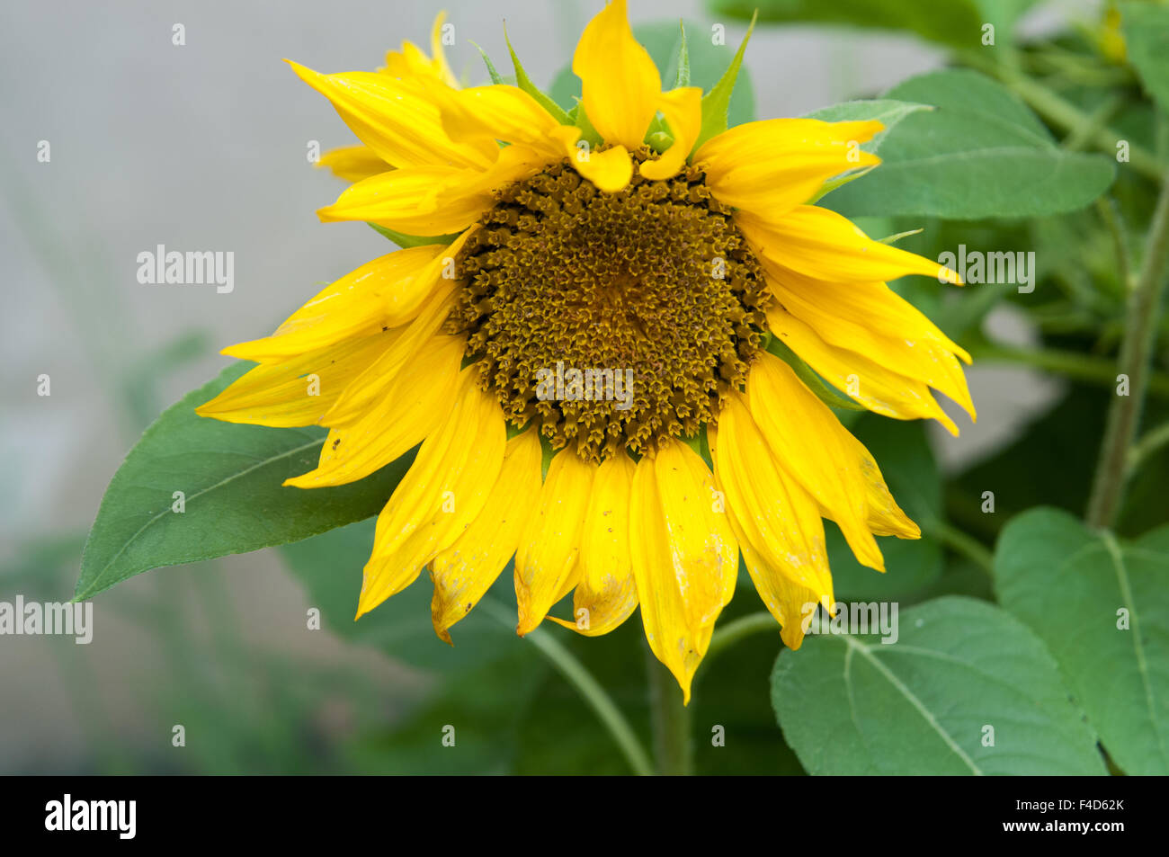 Big sunflower hi-res stock photography and images - Alamy