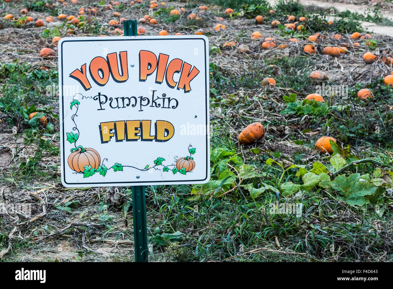 Picking patch hi-res stock photography and images - Alamy