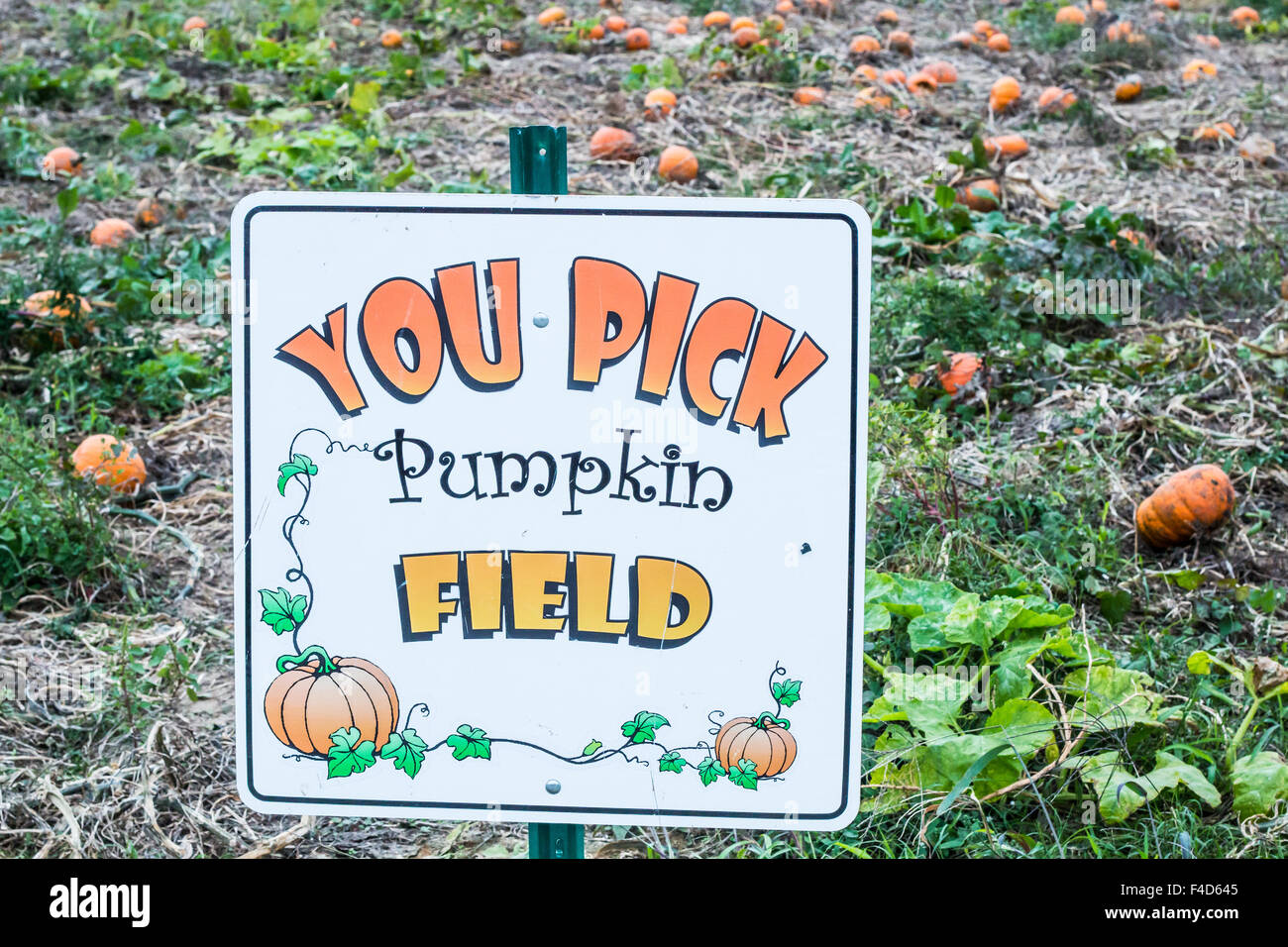 Pumpkins for sale sign hi-res stock photography and images - Alamy