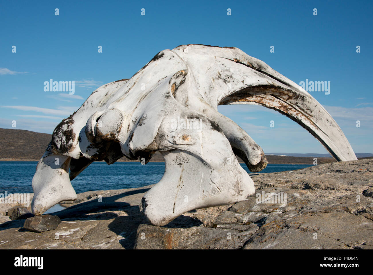 Bowhead whale skull High Resolution Stock Photography and Images - Alamy