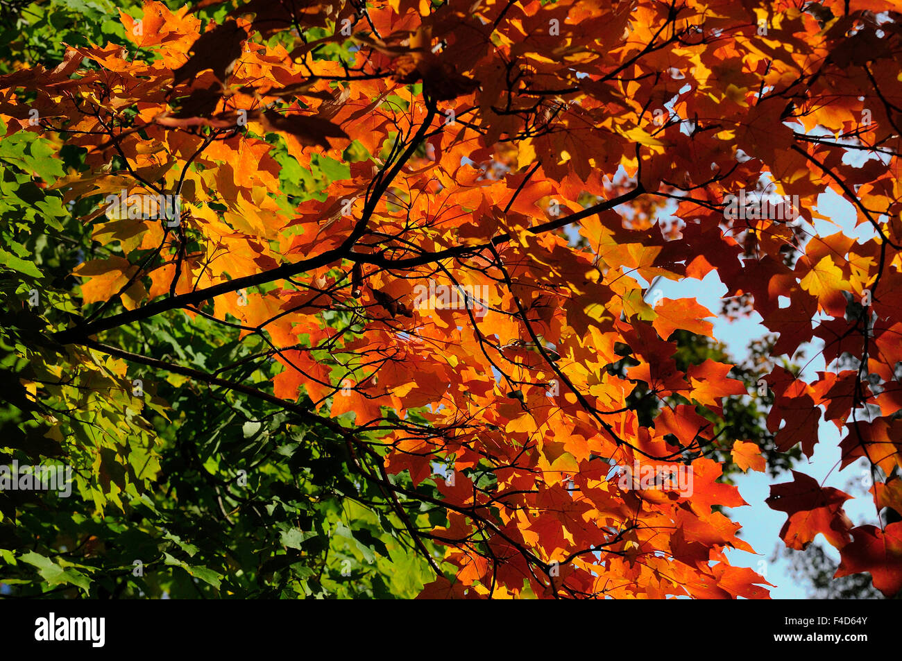 Norwegian maple tree hi-res stock photography and images - Alamy