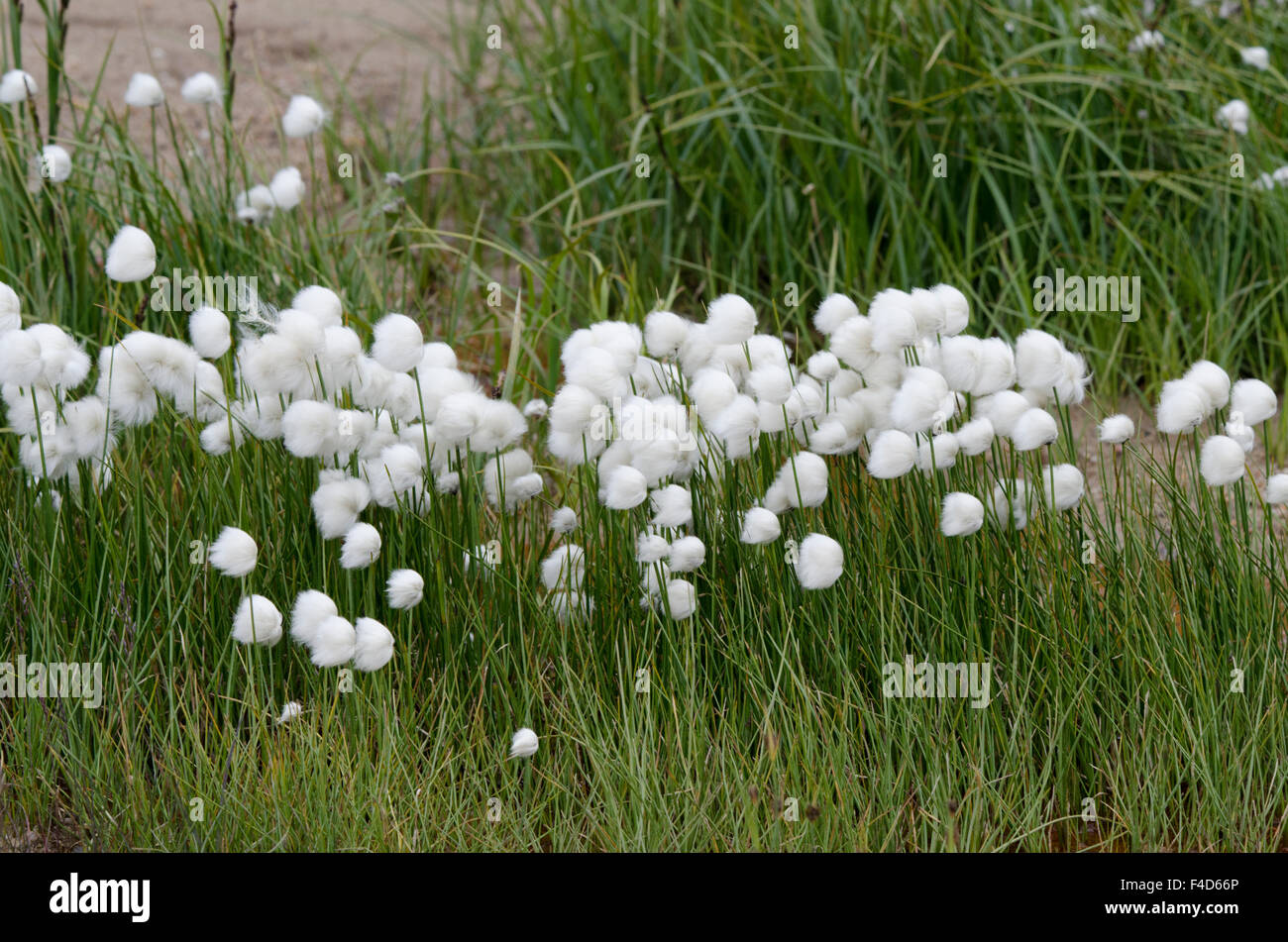 Canada, Nunavut, Qikiqtaaluk Region, Cape Dorset. Arctic cotton grass ...