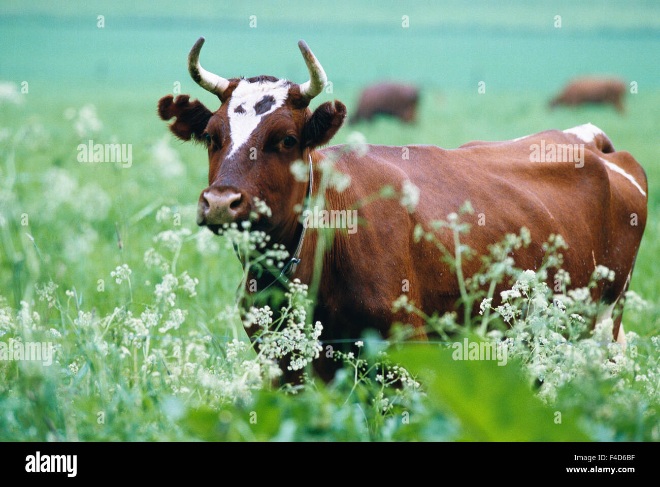 Cow roaming in field Stock Photo - Alamy
