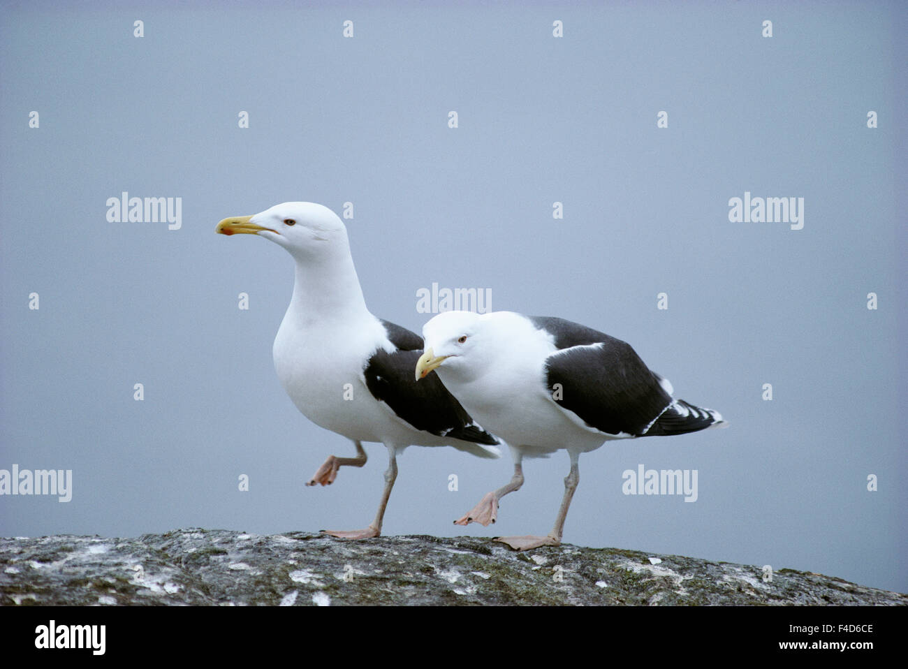 Birds walking over rock Stock Photo - Alamy