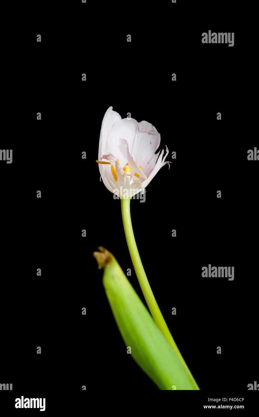 tulip with ripped petals against a black background Stock Photo - Alamy